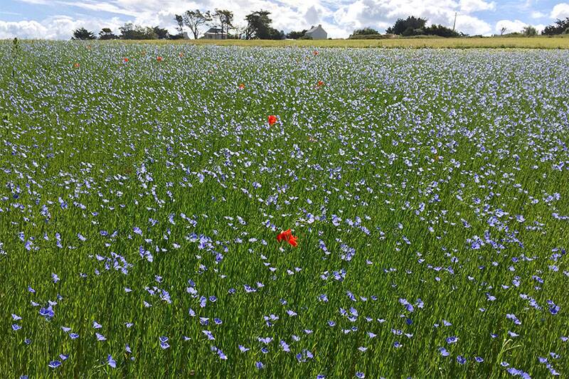 FRENCH LINEN: The Royal Linen – The White Linen Company